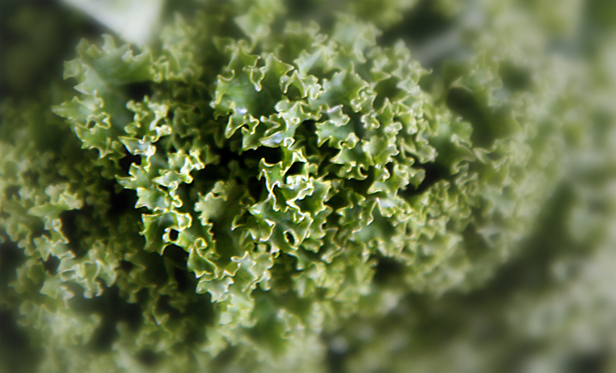 Federkohl, ein einheimisches, schmackhaftes Wintergemüse ...